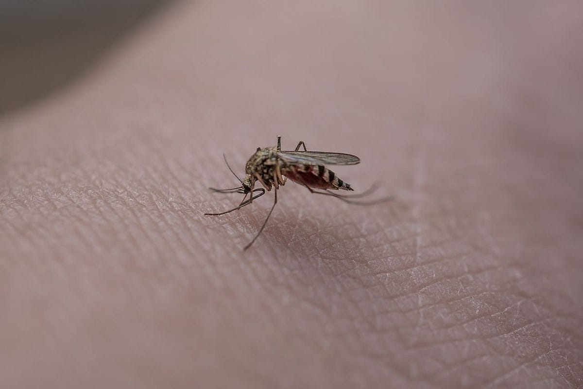 Insect Bites and Stings in Foreign Lands Being a big fan of traveling ...