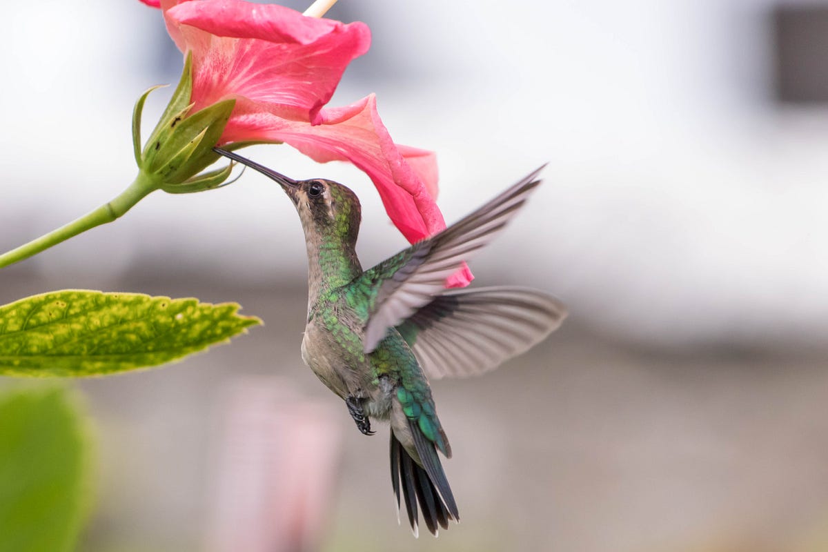 Hummingbird Haiku Wings in allegro Communing with the sunlight Drenched ...