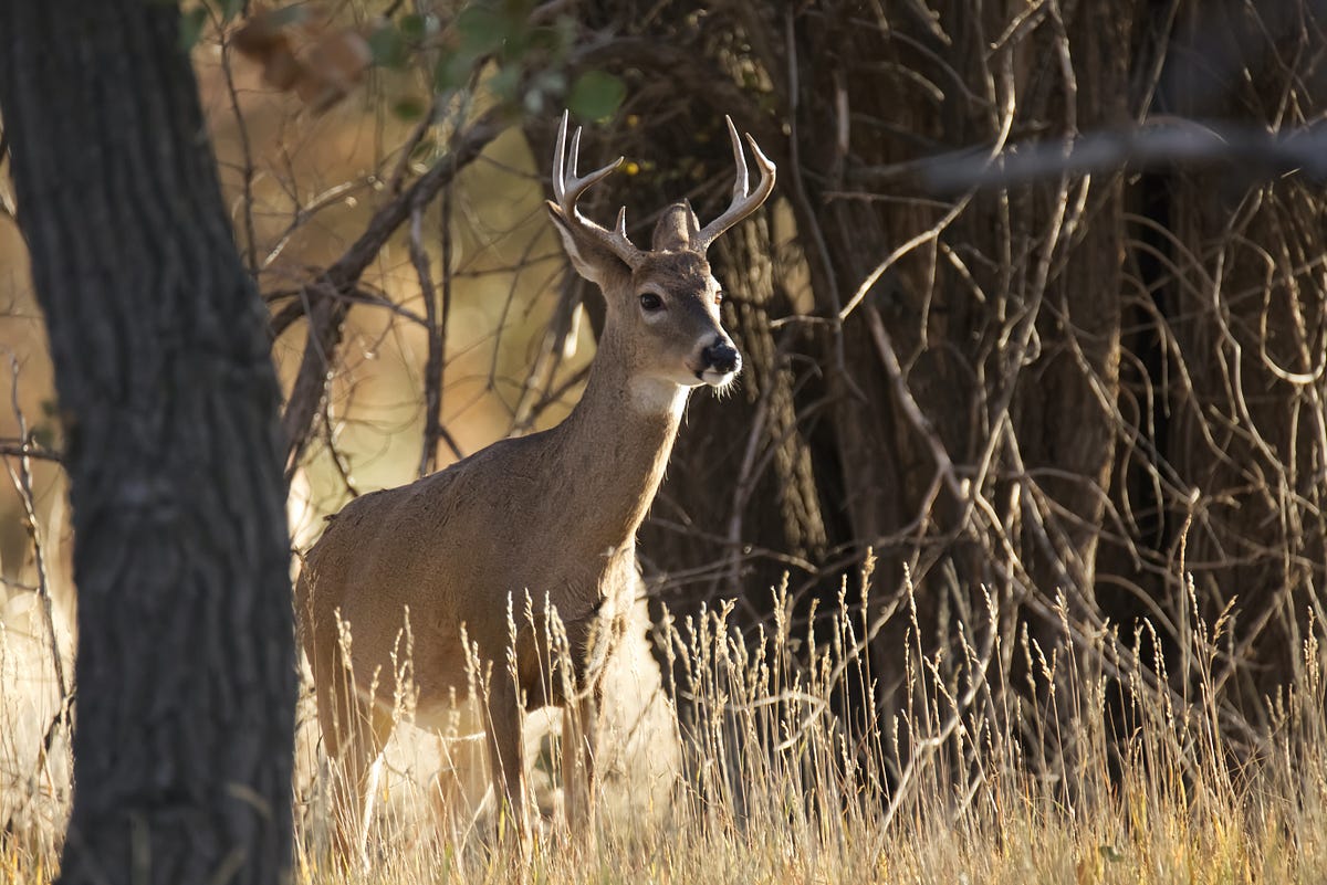 The Bounty of Venison: Exploring the Benefits of Deer Meat | by Tyler ...