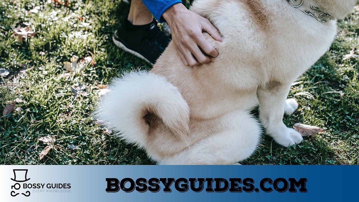 My Dog Yelps When I Lift His Tail | by Bossyguides | Medium