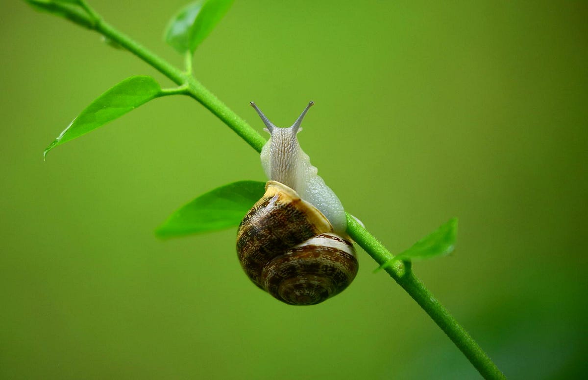 Common Snails You’ll Encounter in Virginia’s Streams, Gardens, and ...