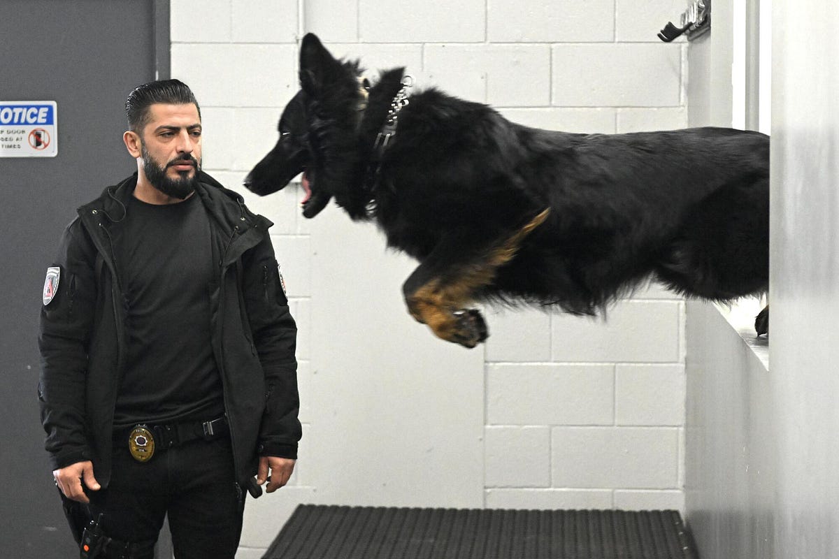 How a German Shepherd Sign Can Enhance Your Home’s Safety Instantly ...