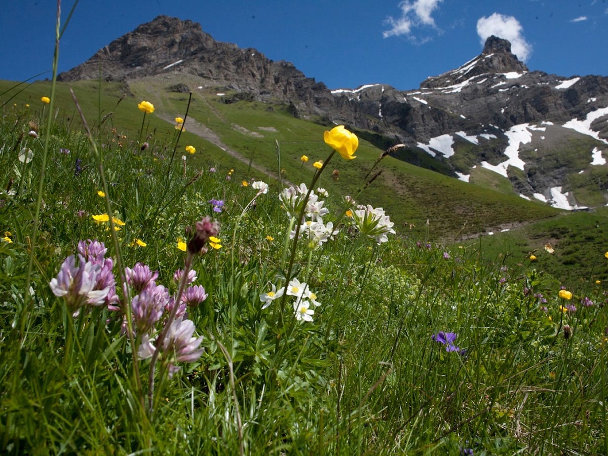 Loss of carbon from alpine soil in a warmer world | by eLife | Roots ...