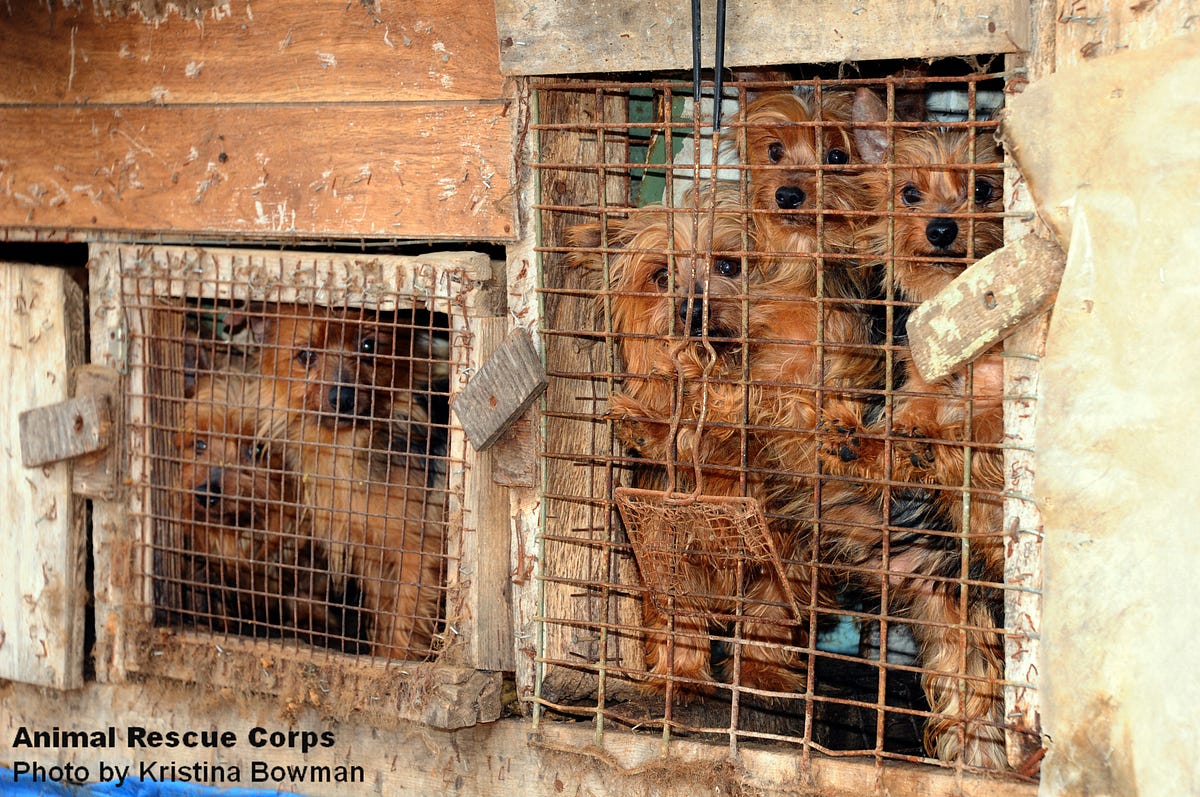 What does Dog Rescuing have to do with Sustainability? | by Aaron ...