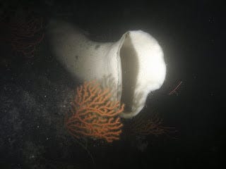 Deep Sea Vase Sponge and Gorgonian…. | by Michael Bear | Rapture of the ...