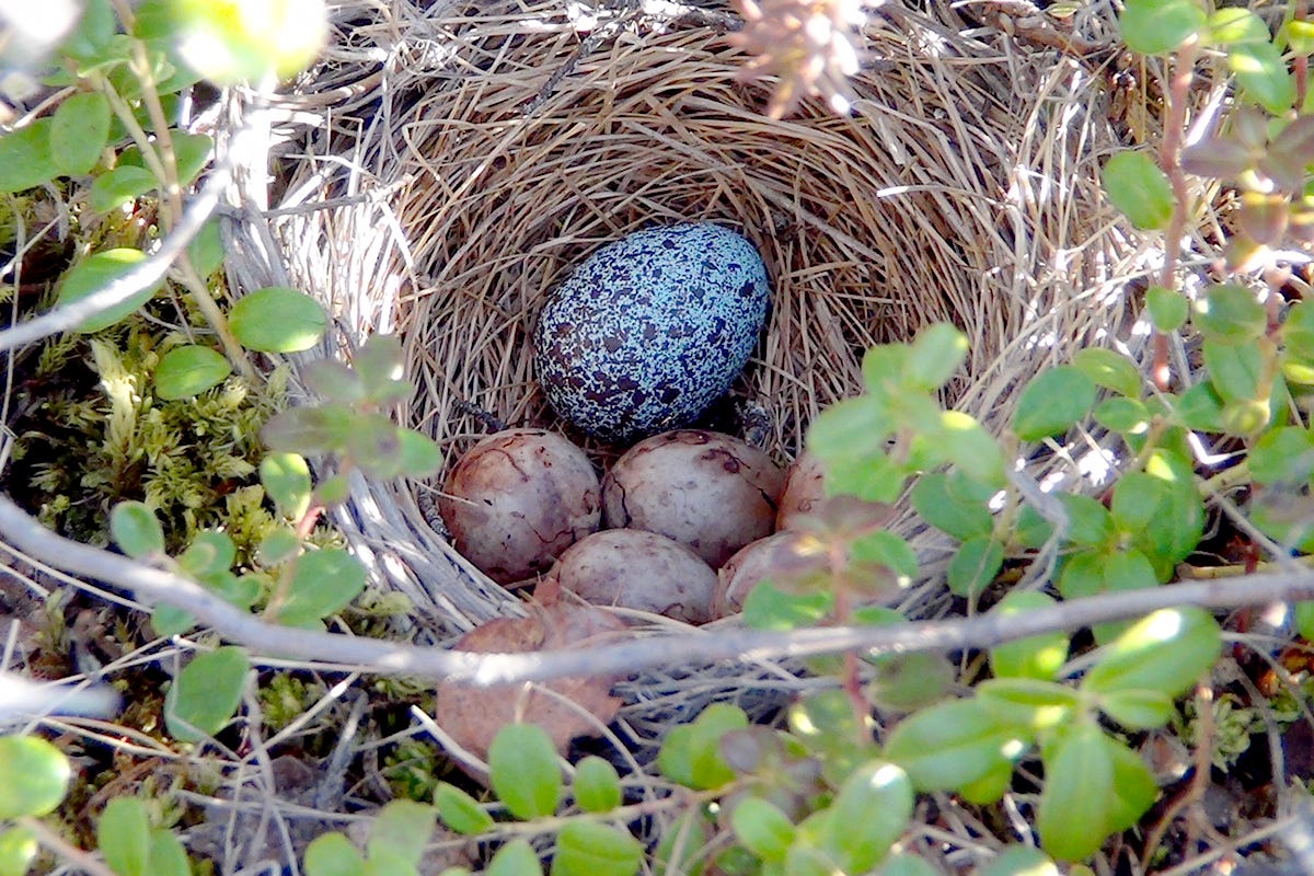 The Cuckoo’s Egg. The Russian Cuckoo bird is known as a… | by Colten ...