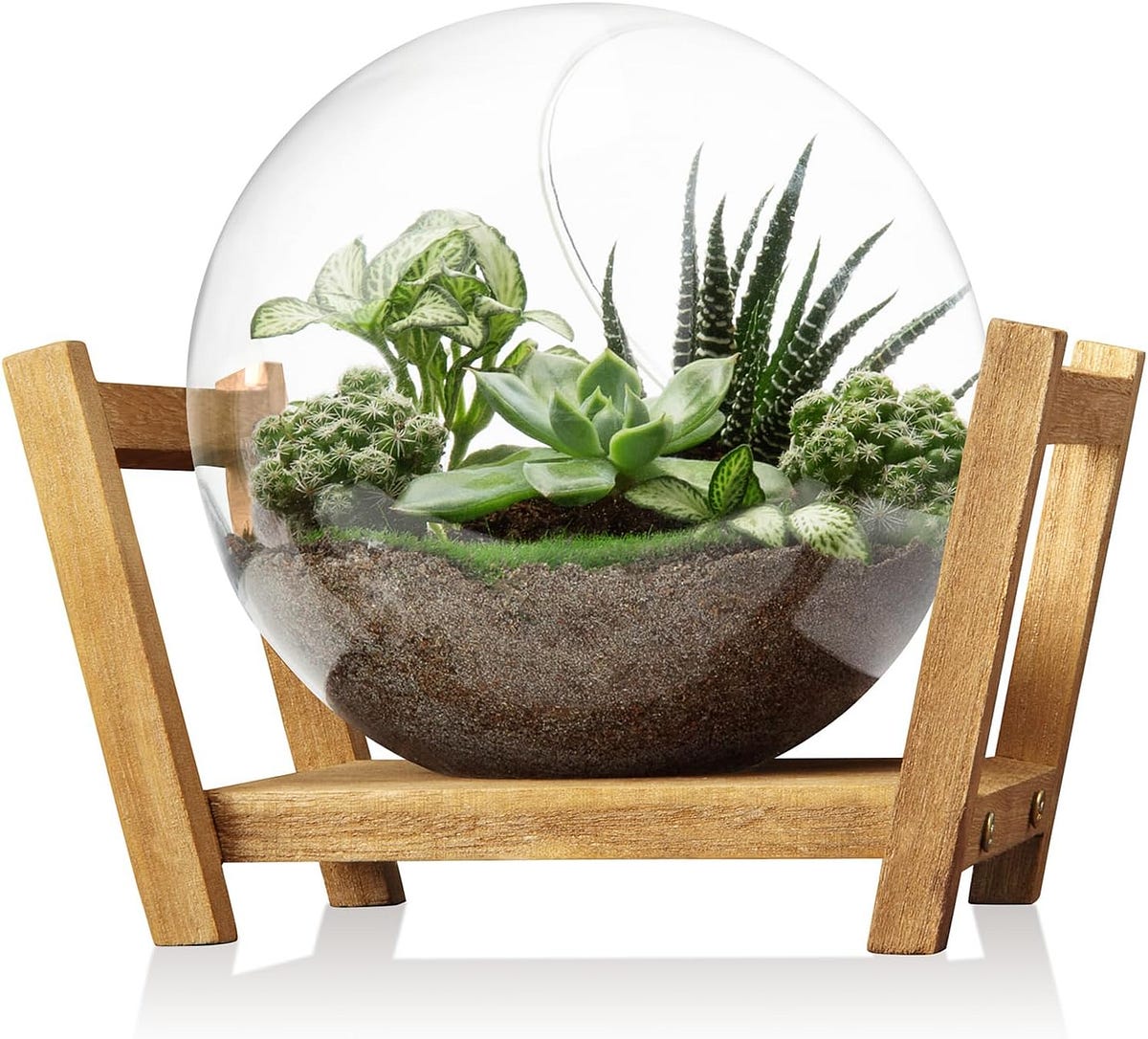 Glass Plant Terrarium with Wooden Stand Review | by James Glover | Sep ...