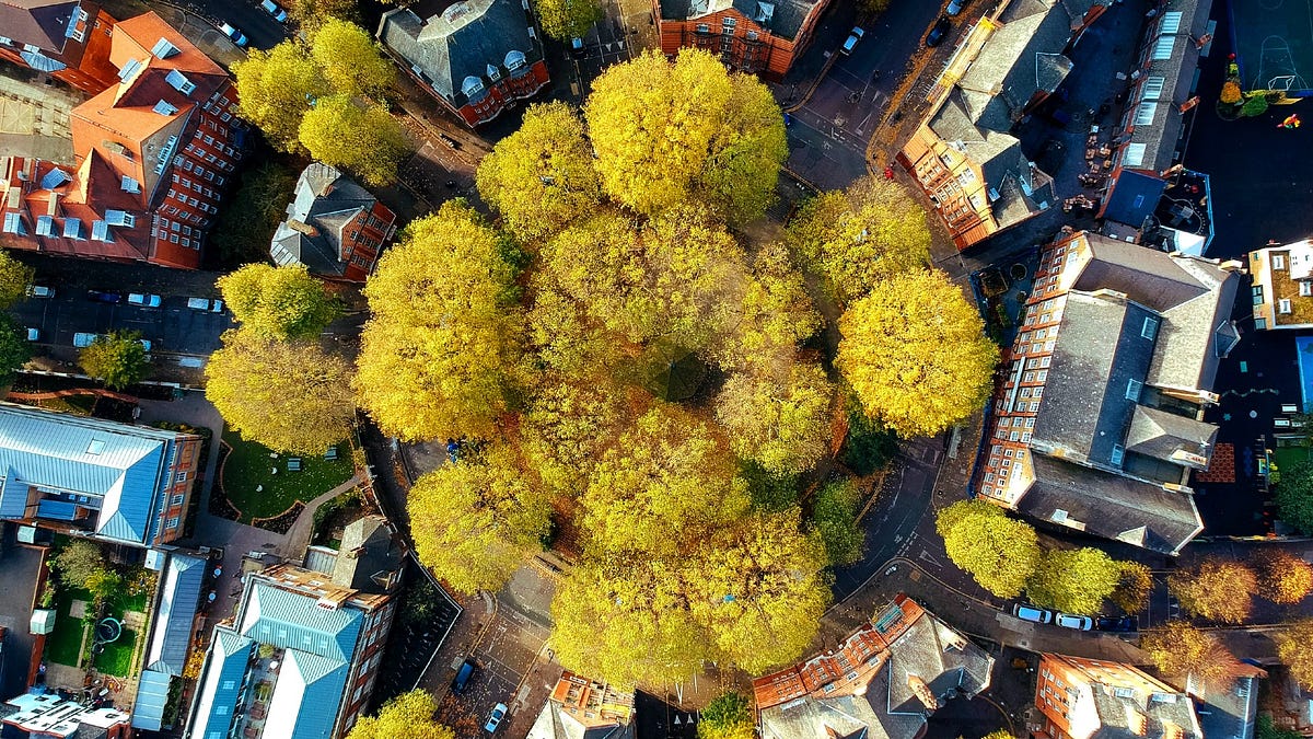 Cities are becoming too hot for trees | by Thred Media | Medium