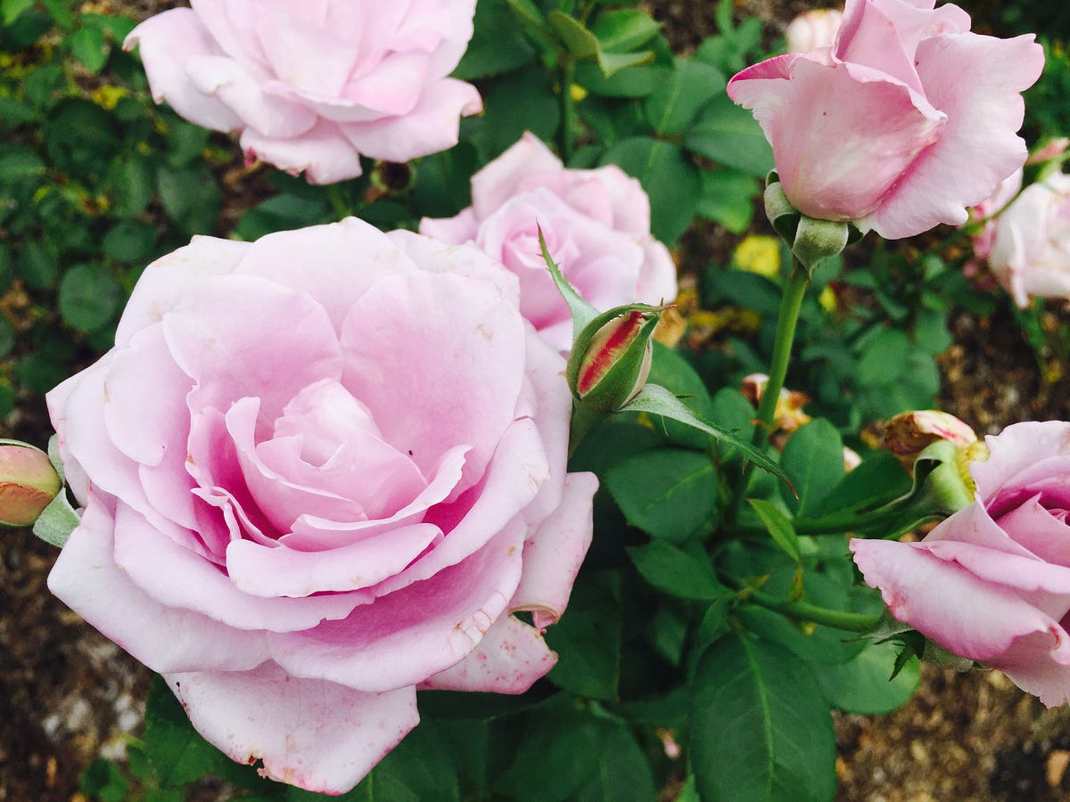 Peace and Tranquility at the Lake Harriet Rose Garden | by Johansson ...