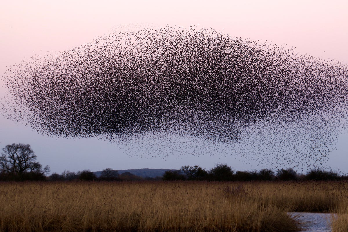 Complete Step-by-step Particle Swarm Optimization Algorithm from Scratch | by Albers Uzila ...