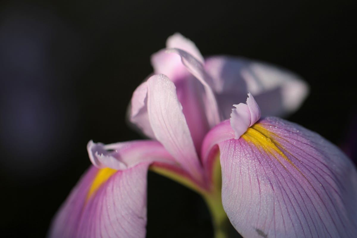 Classification Basics Walk Through With The Iris Data Set Towards