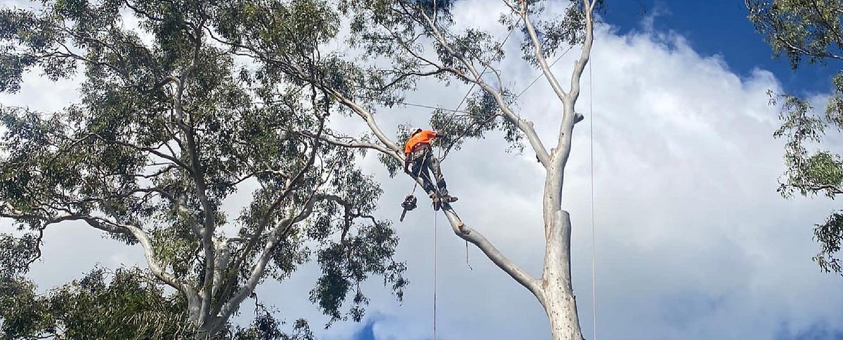 Discover the Art of Tree Pruning, Felling, and Mulching to Transform ...