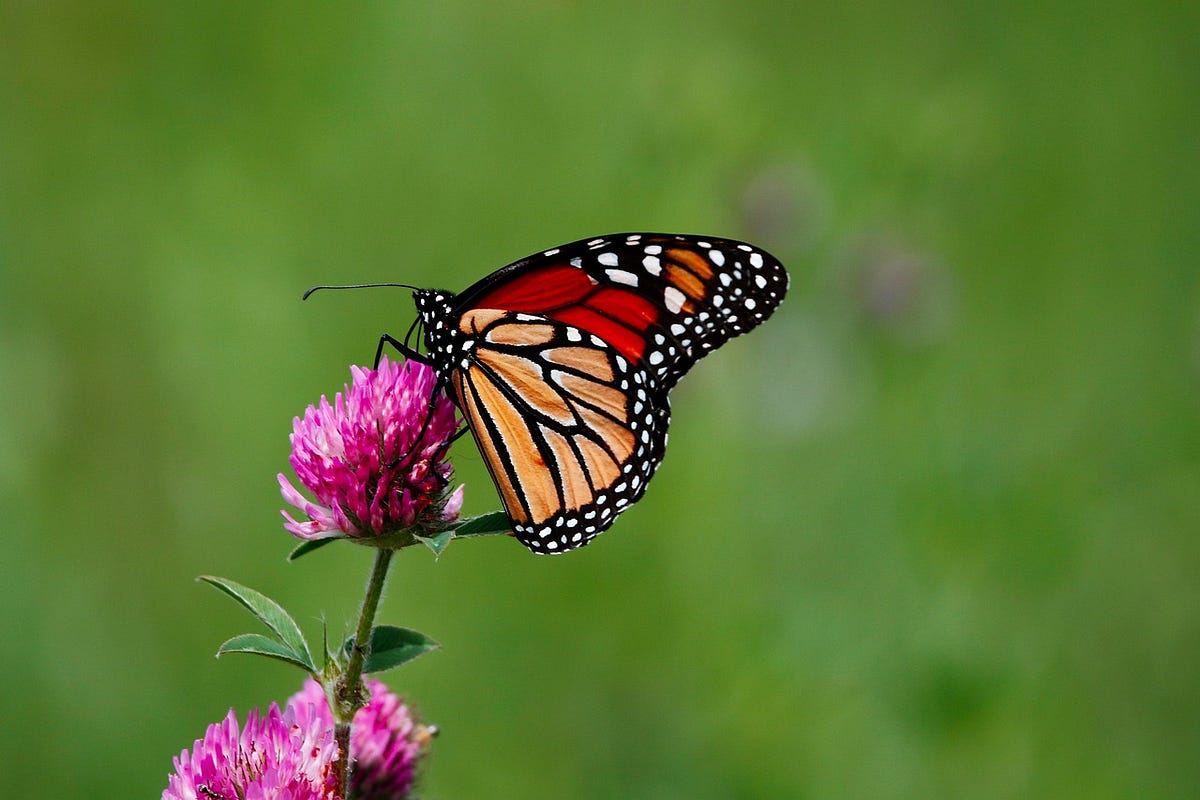 The Social Butterfly’s Guide. Making Friends on Medium | by ...