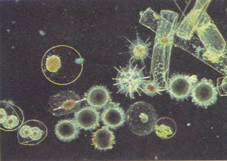 Plankton | by Michael Bear | Rapture of the Deep | Medium