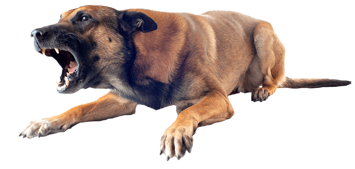 Fastest Growing Dog & Puppy Training | by Michael The Pet Coach | Medium