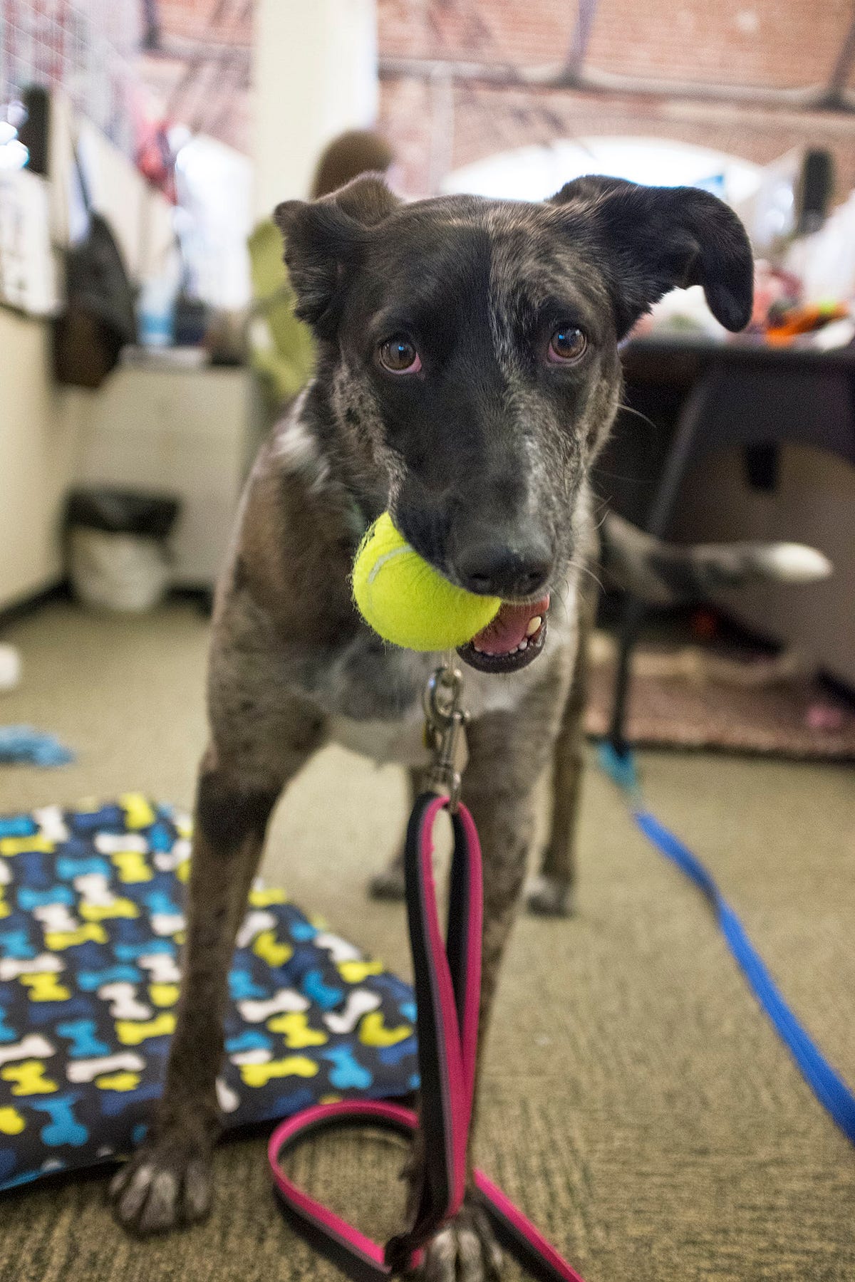 7 Reasons Why Mission Pets Is a Pet Friendly Office | by Mission Pets ...