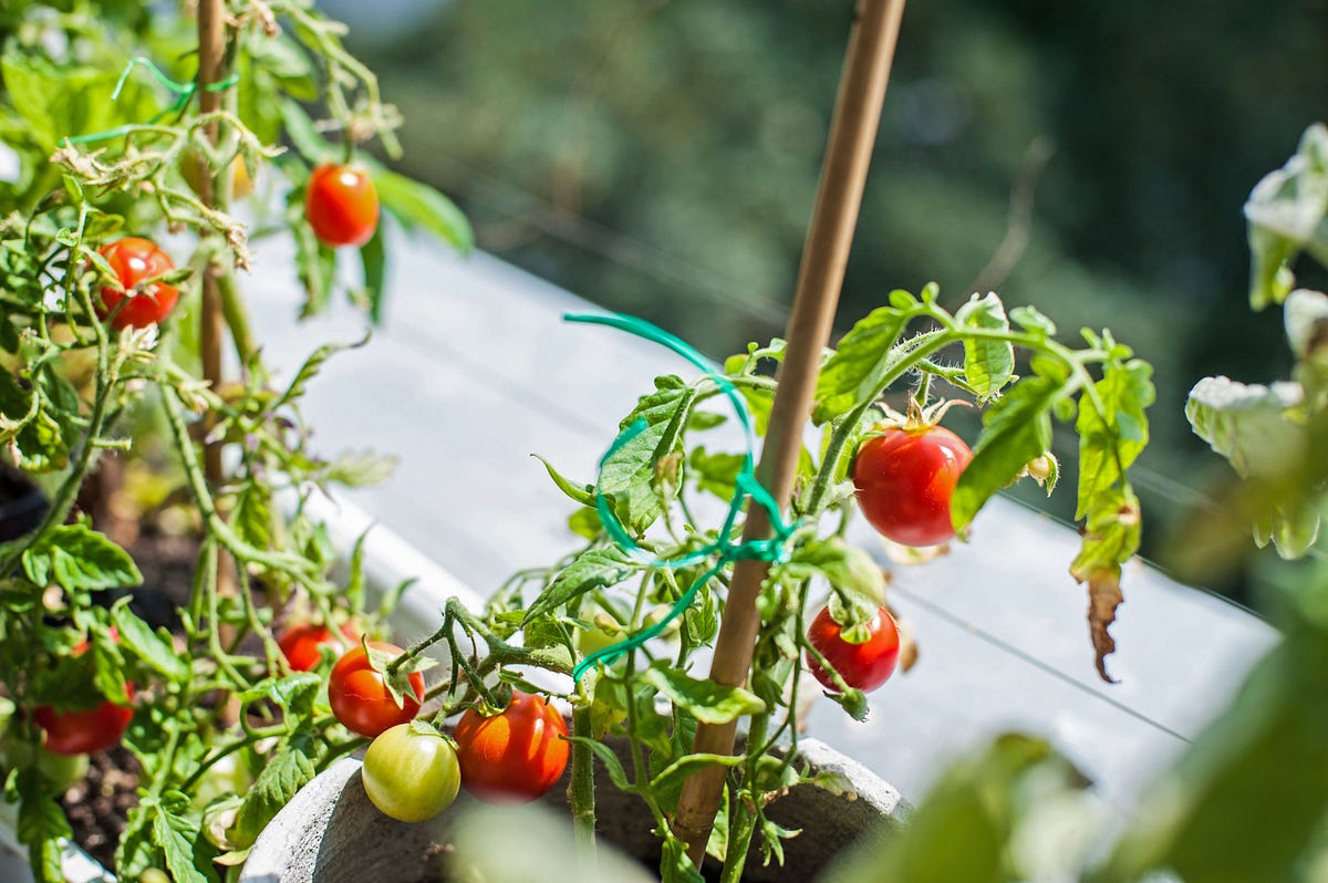 5 Insights Gained from Balcony Tomato Gardening | by Ryan Miller ...