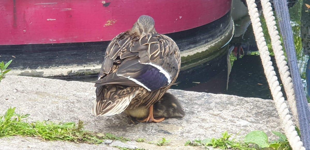 i am - esh v’mayim - Medium