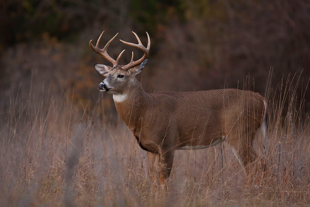 9 Major Predators of White-Tailed Deer and How They Hunt | by Animal of ...