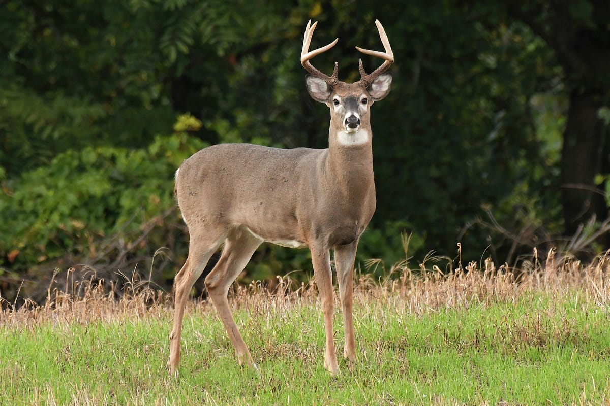 10 Interesting Facts About Deer. Deer are a group of hoofed mammals ...