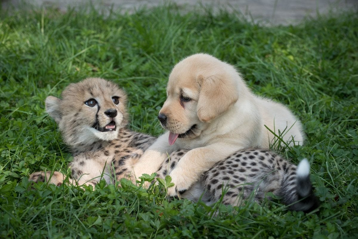 Unbreakable Bonds:. Friendship Between a Cheetah and a Dog! | by Freda ...