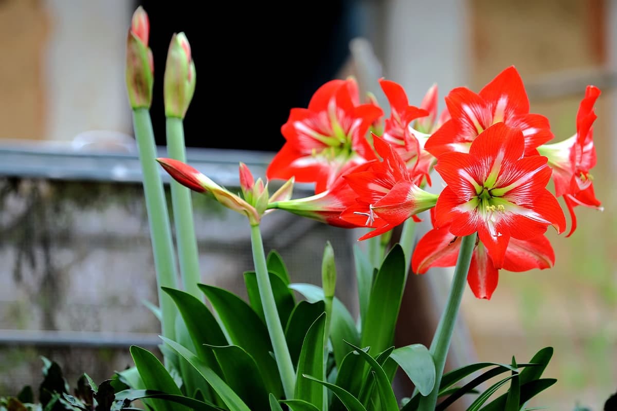 20 Best Flowers for Your Enclosed Balcony: Perfect for Urban Gardeners ...