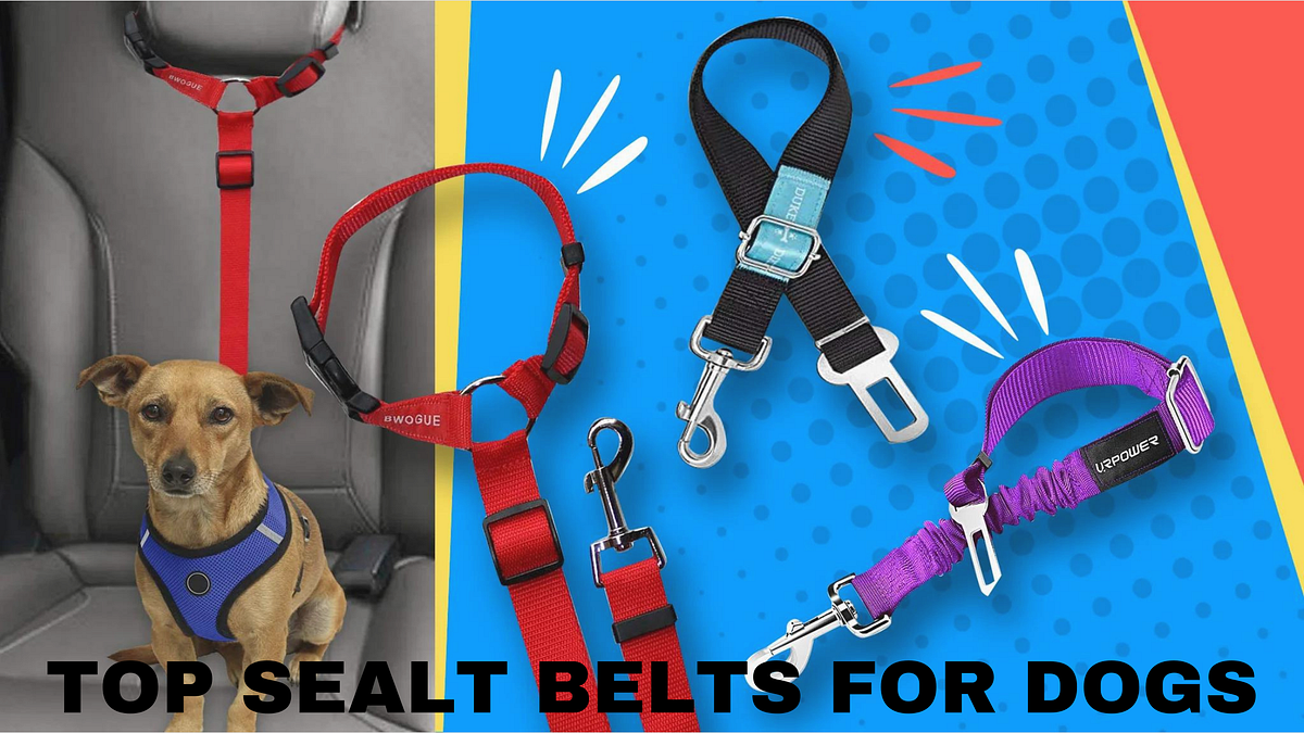 Top seat belts for dogs. Brand: | by Words Animals | Medium