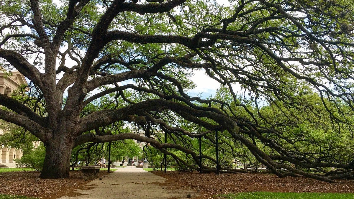 How Do Trees Grow?. Leonardo da Vinci, the master of… | by Eylul Erdal ...