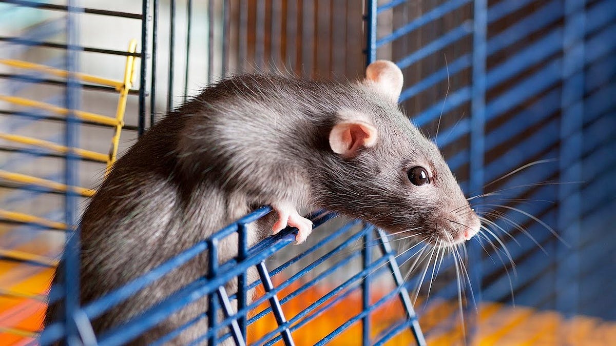 A Cornered Rat. A week ago, I stumbled upon an… | by Dennis Zhuang | Medium