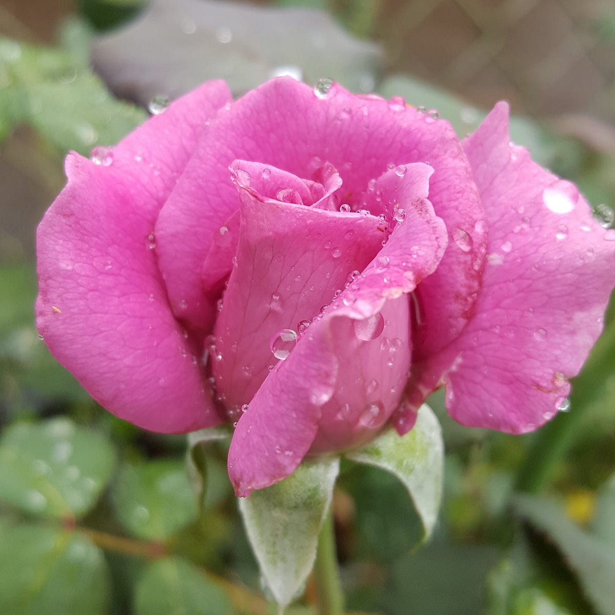 🌹Rose Tea for Self-Care. 6 Ways to Use Roses For Self-Care and 3… | by ...