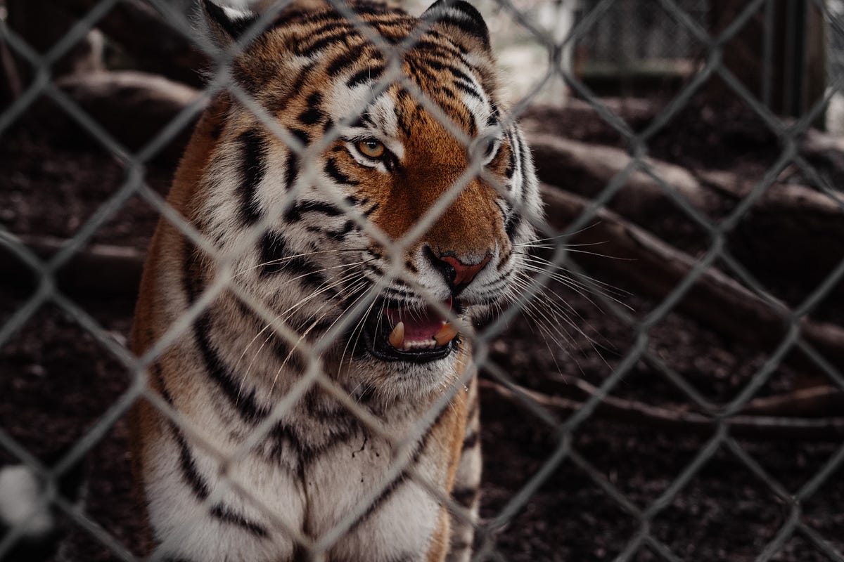 Do we really need Zoos anymore?. Animal rights protesters attempted to ...