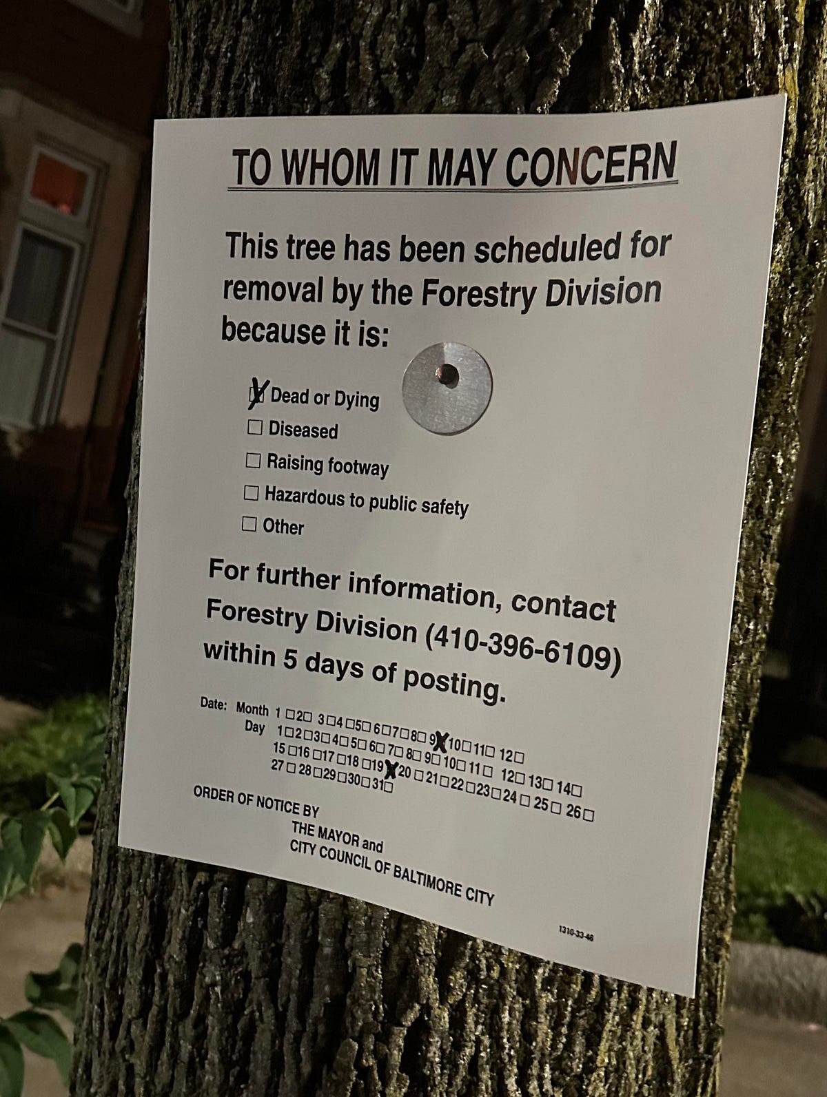Baltimore City Tree Removal: Quick & Safe Solutions | by jennifer ...