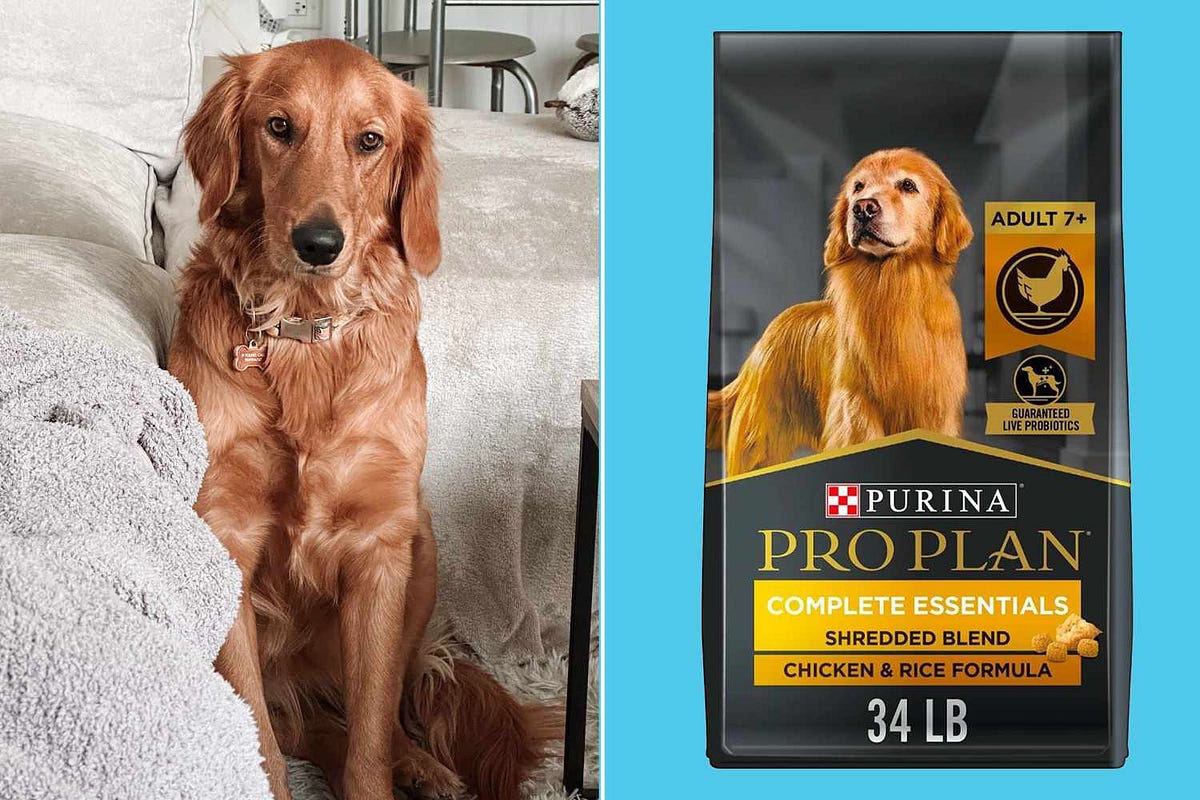 Top Dog Food Brands of 2024: Best Picks for Your Pooch! | by Fran R ...