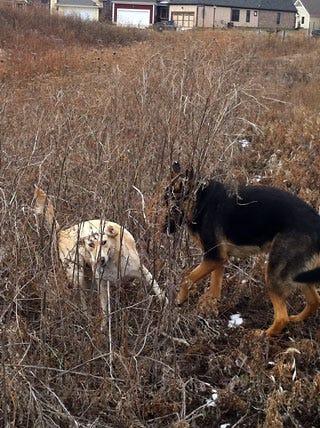 Why the housing bust is a boon for dogs | by Gérard Mclean | Dog Walk ...