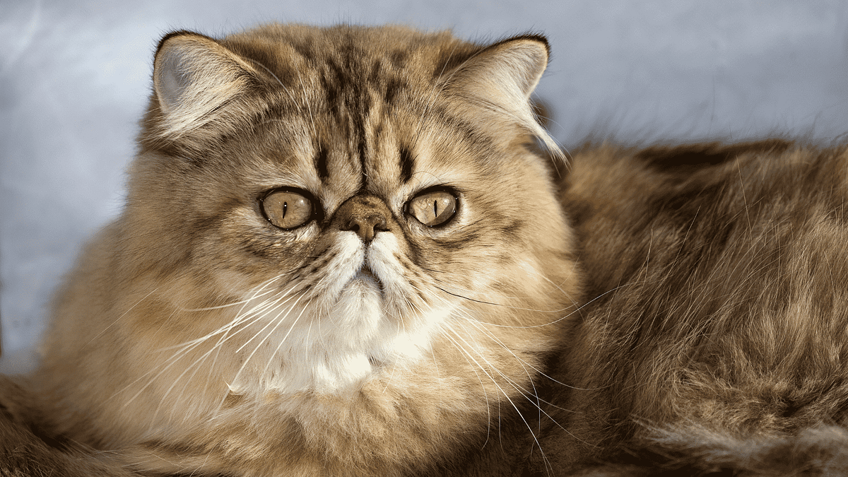 Peke Face Persian Cat Price in India 2024: Factors, Range, and Tips ...
