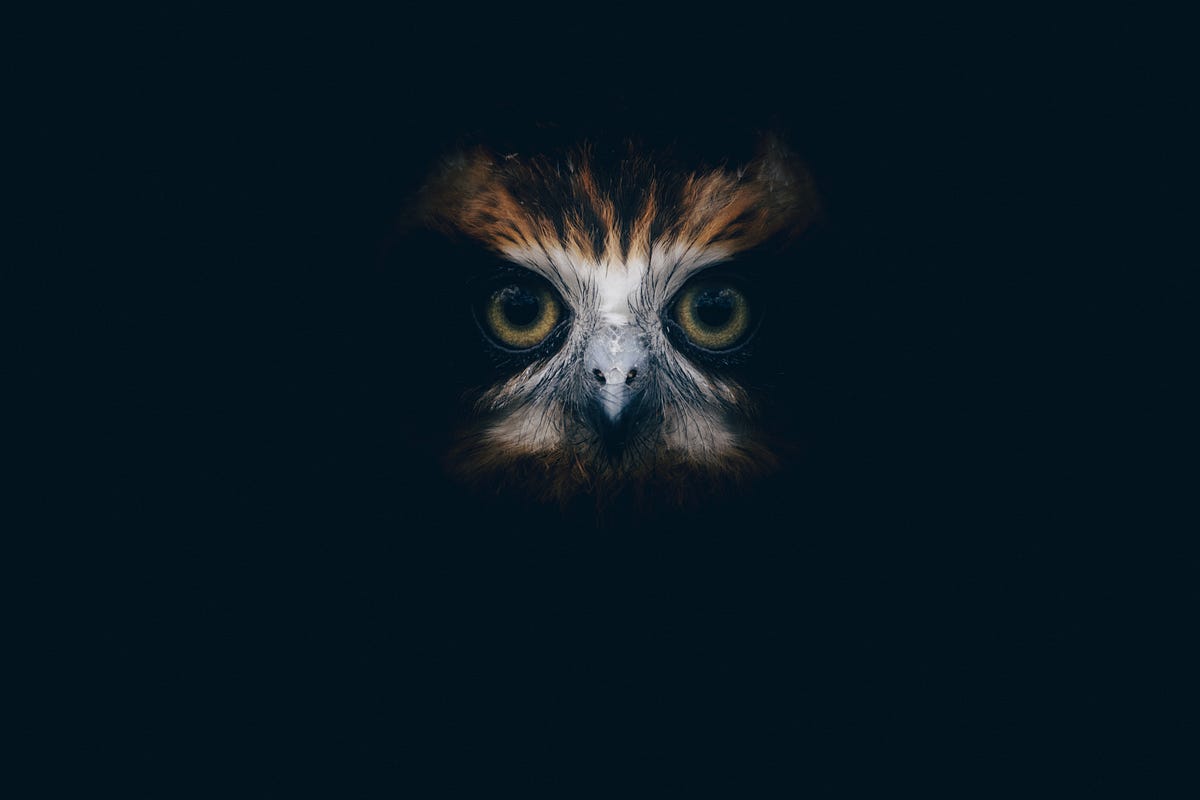 The Enigmatic Death: The Staircase Murder Case and the Intriguing Owl ...