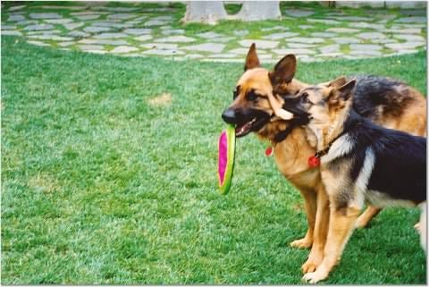 Learning to share...Abby & Jax | by Katie Alpert | Medium