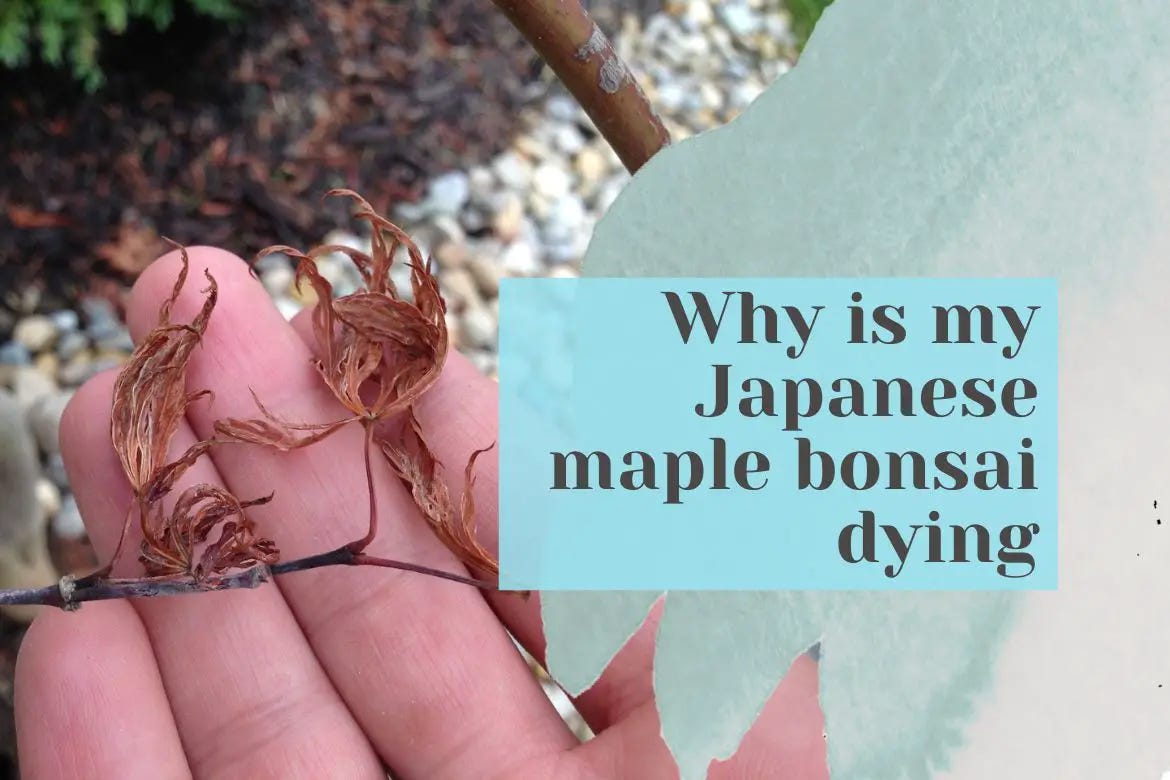 The Top Reasons Why Your Japanese Maple Bonsai is Dying | by Bhupinder ...