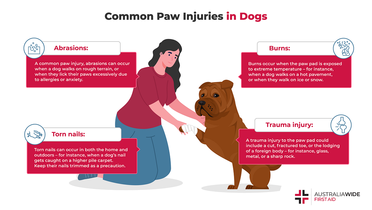 Can You Ice Dog Injuries? Quick Relief Tips | by Pauline J. Stevenson ...