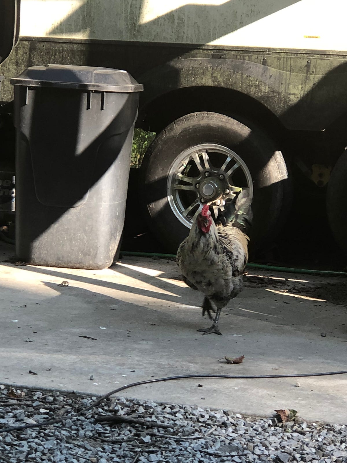 Can Victoria Residents Benefit From Keeping Backyard Chickens ...