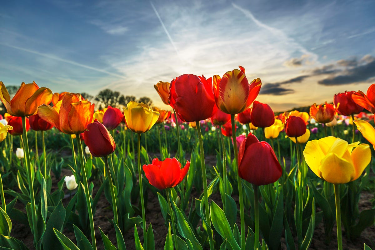 Modify Your Thought Process to Change Your Life | by 🌷Malik Afshan🌷 | Jul, 2025 | Medium