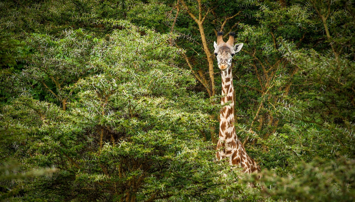 7 Fun Facts About Giraffes. Shock your friends with your endless… | by ...