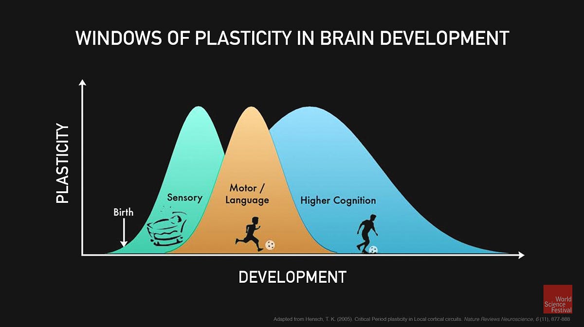 Plasticity Dynamics — How sensitive is your Brain? | by Kurius Korner ...