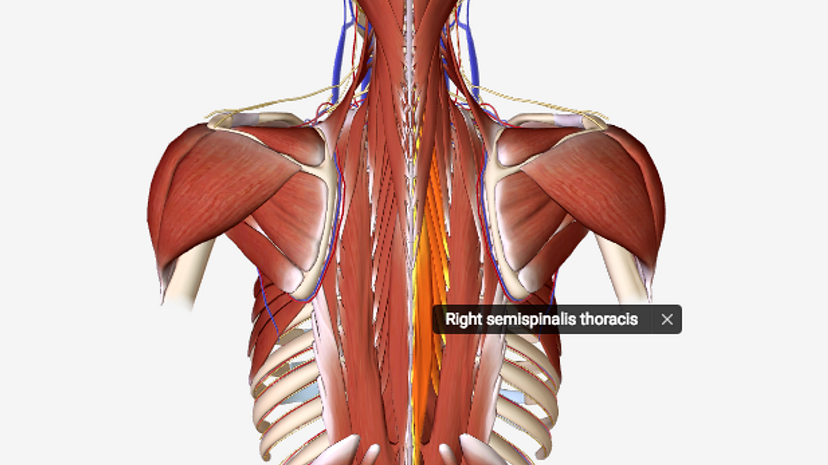 GET STRONGER WITH SPONDY. I’ve been a member of the… | by Dinneen ...