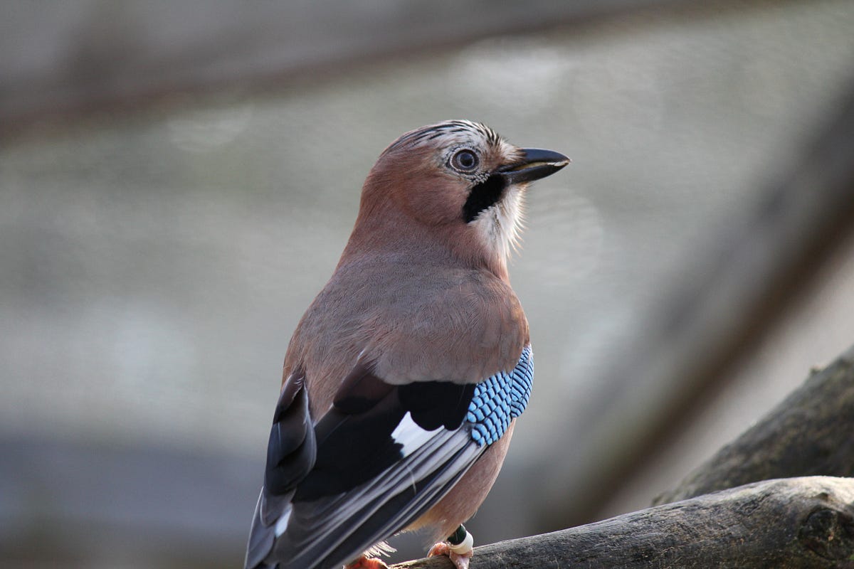 Are jays as smart as they seem? | by eLife | Life on Earth | Medium