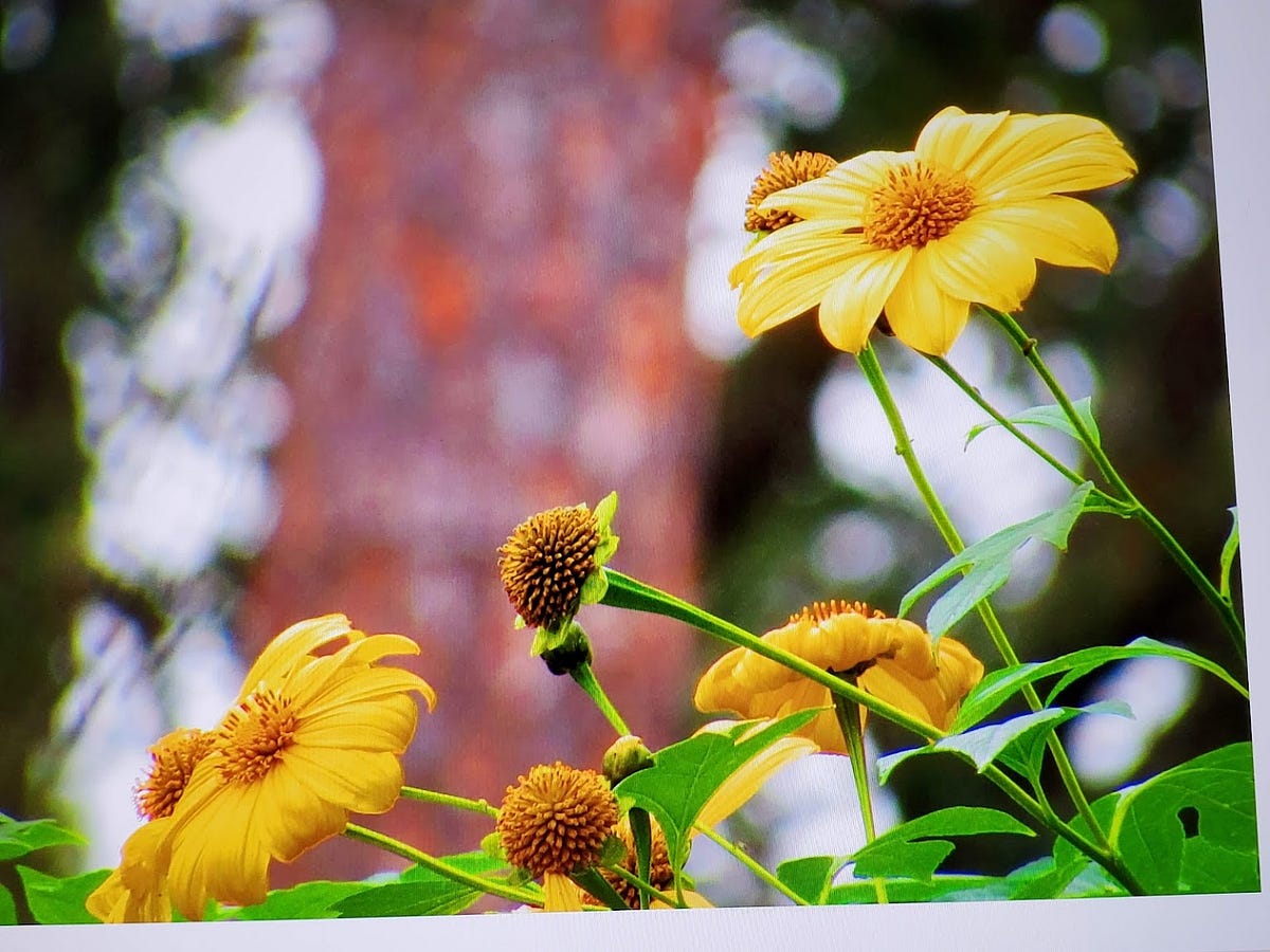 Happiness Class. A prose poem & a new practice | by Dennett | In My ...