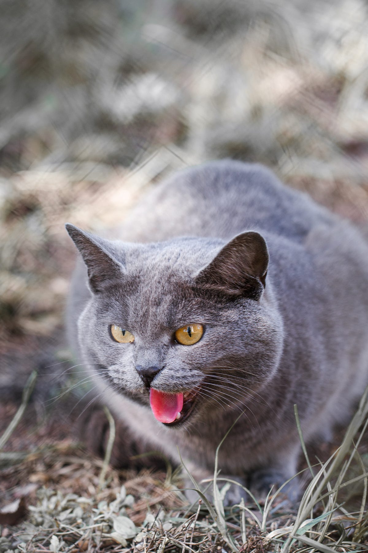 A Cat’s Guide to Hissing with Style | by Anna Soldenhoff | Stories on ...