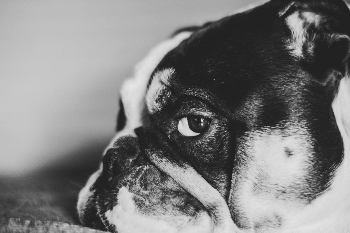 The Side Eye Dog: What Your Pet’s Gaze Is Really Saying | Your Pets at Home