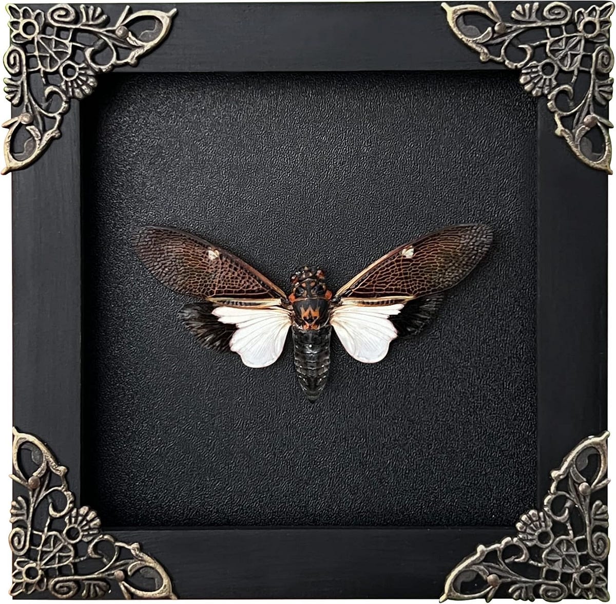 Real Framed Cicada Review: A Moody Decor Delight | by Maria Kitchens ...