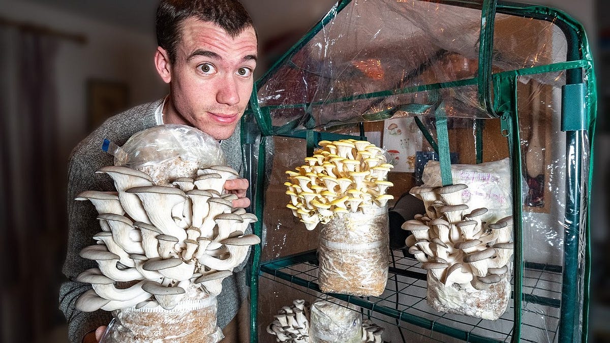 How to Grow Mushrooms at Home: Easy Indoor Techniques | by Smart Finds ...